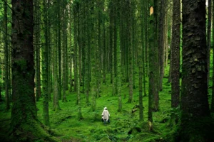 The Ultimate Guide to Forest Bathing